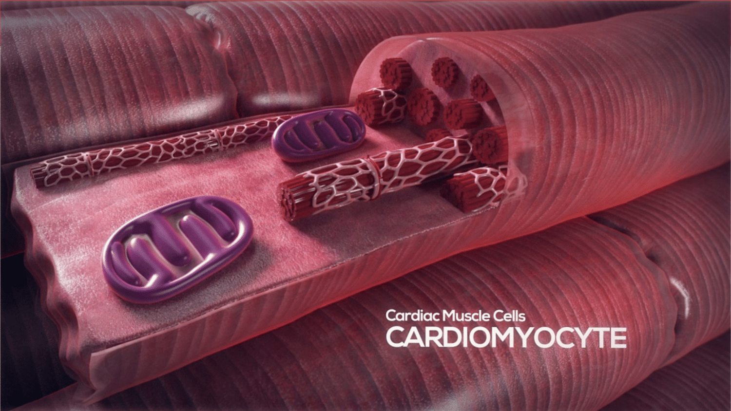 Cardiac Muscle Model