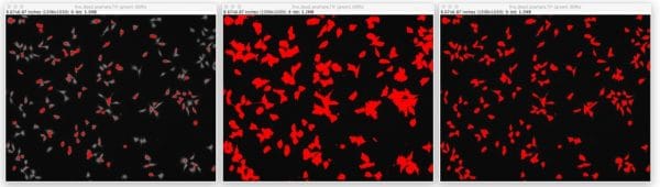 Live Dead Quantification Using Fiji Step By Step Guide Suuport Allevi