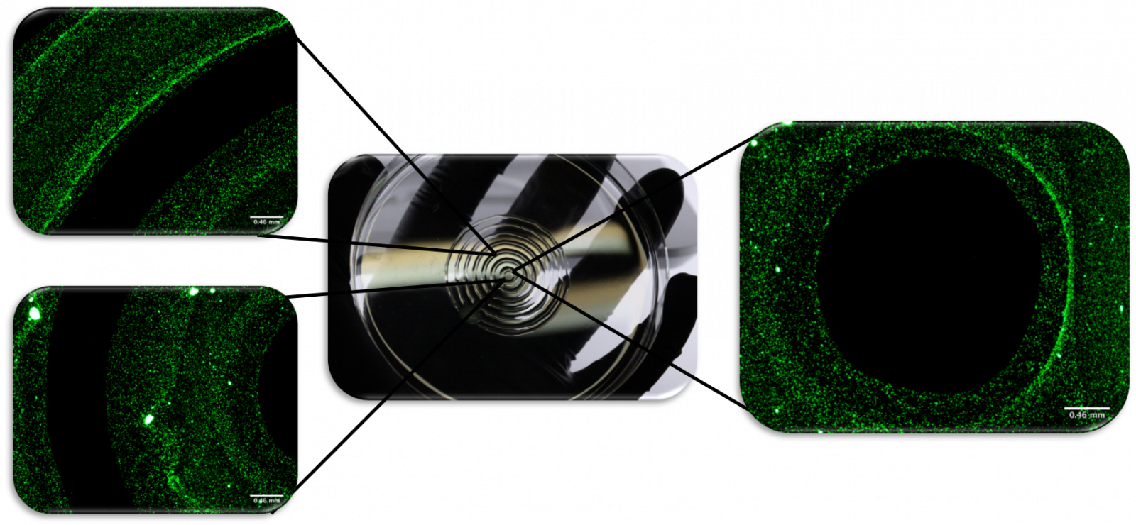 Layered Tissue Bioprinting Protocol - Allevi Layered Tissue Bioprinting Protocol - Allevi