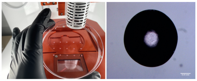 Bioprinting Spheroids/Organoids Using Custom G-code - Allevi