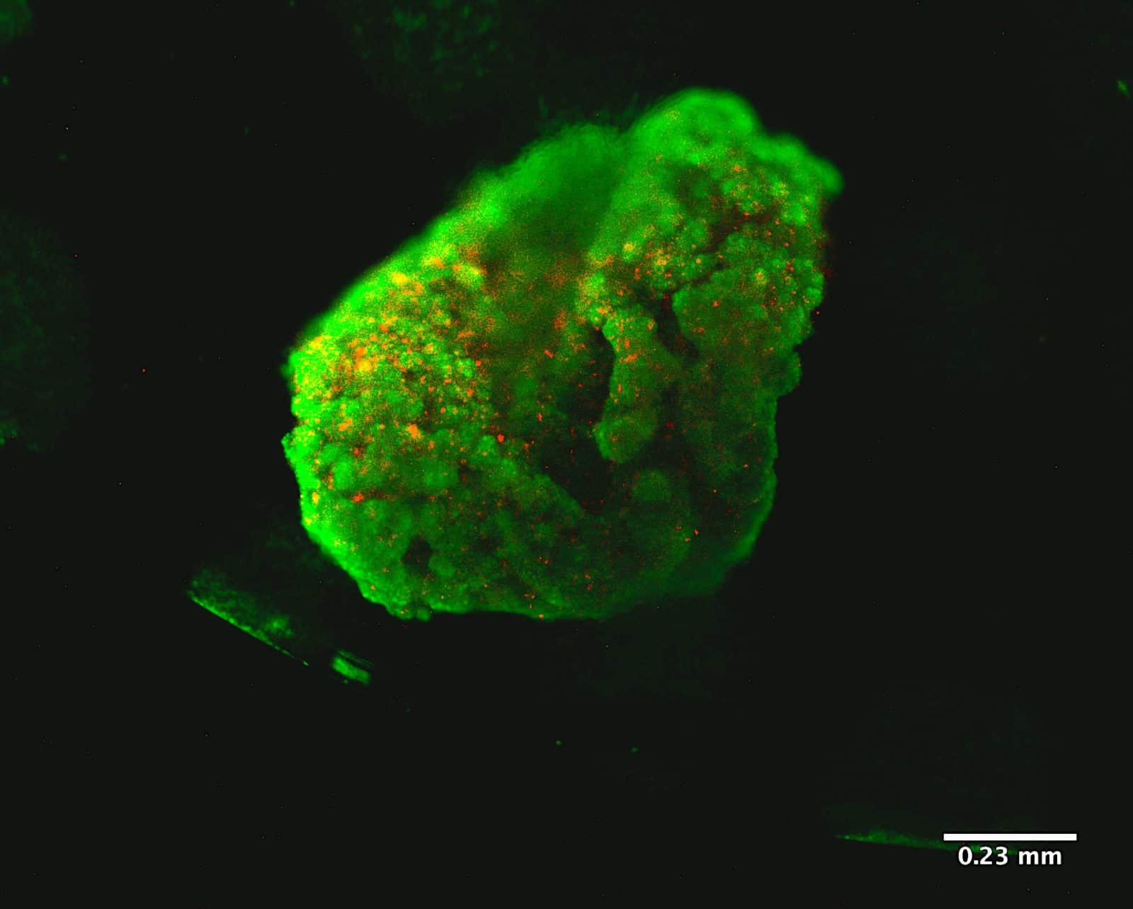 3D Bioprinting with Corning Matrigel Matrix | Protocol - Allevi 3D Bioprinting with Corning Matrigel Matrix | Protocol - Allevi