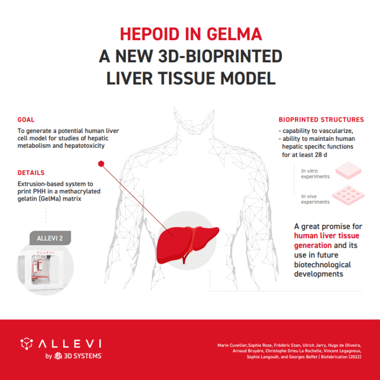 Hepoid in GelMA - A new 3D‐bioprinted liver tissue model - Allevi